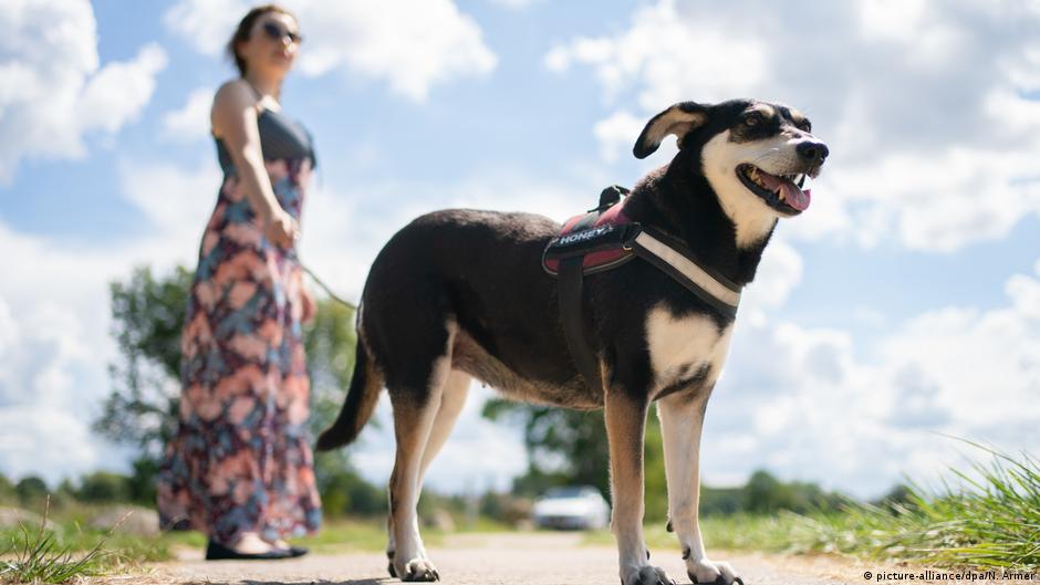 Germany: Dogs must be walked twice a day under new rule | News | DW ...