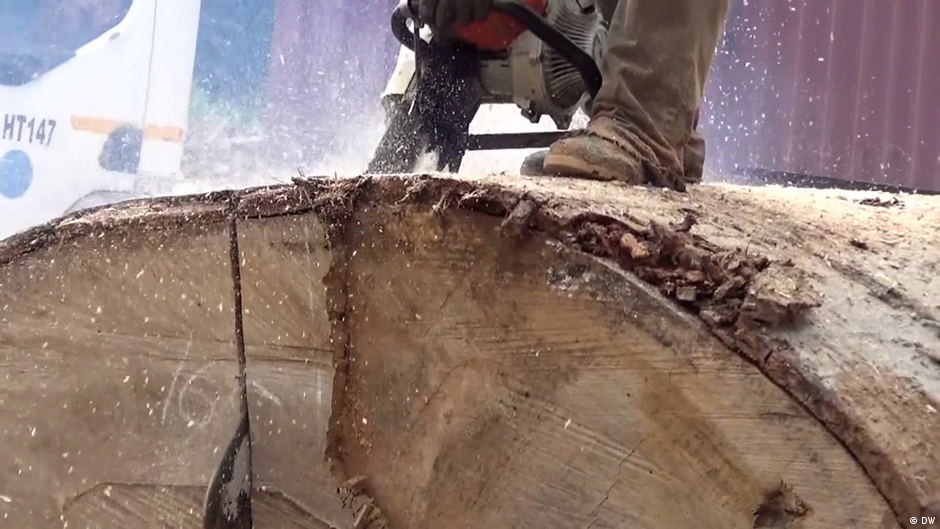 Fighting illegal logging in Ghana with an app – DW – 08/21/2020