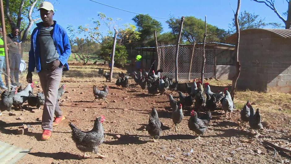 Zimbabwe's sustainable free-range chicken farming – DW – 09/04/2020