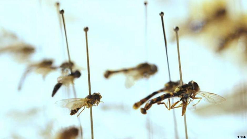 Documenting insect die-off – DW – 09/18/2020