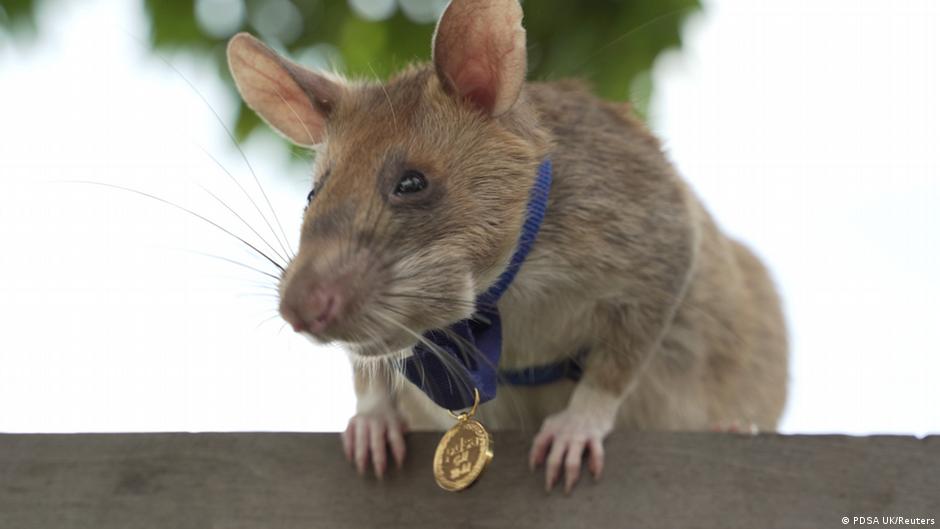 Rat's incredible! Rodent wins award for mine-detecting – DW – 09/25/2020
