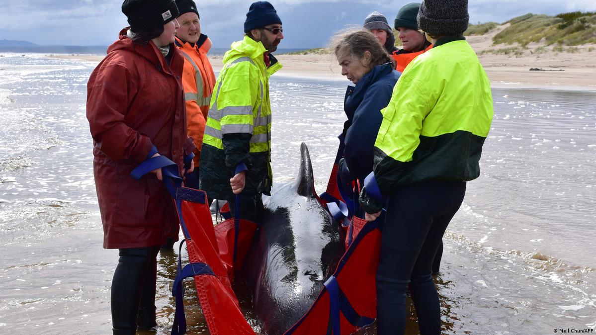 Australia: Rescuers save 100 stranded whales – DW – 09/26/2020