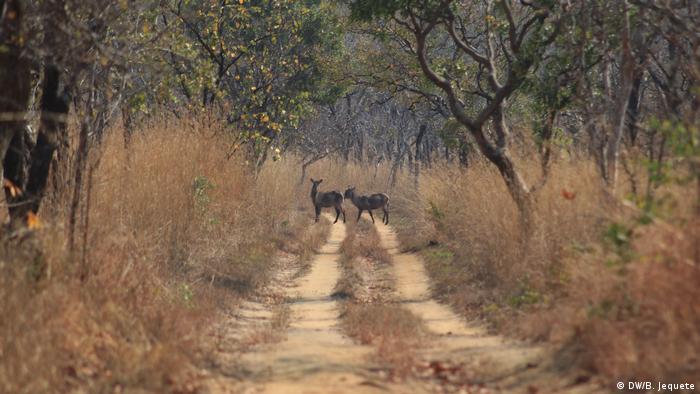 Visita guiada ao Parque Nacional de Chimanimani | Mediateca – Todo o ...