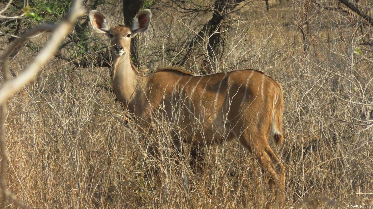 Parque de Maputo já é Património Mundial da Humanidade – DW – 14/07/2025