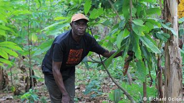Greener, more productive cocoa in Ghana – DW – 10/09/2020