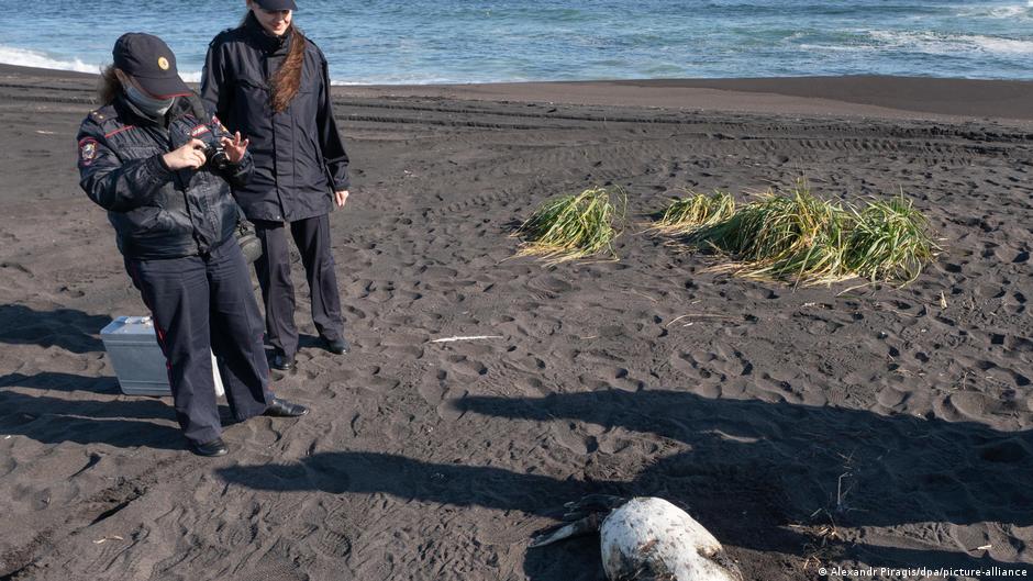 Swimmers ill after mystery water pollution off Russian coast