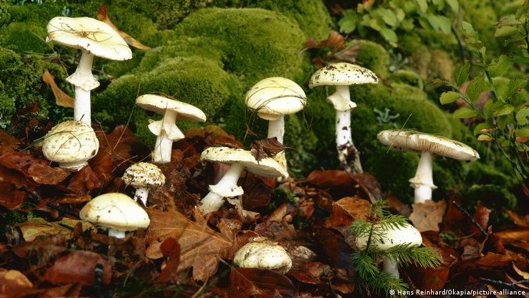 Death cap: The mushroom behind deadly dinner in Australia – DW – 07/09/2025