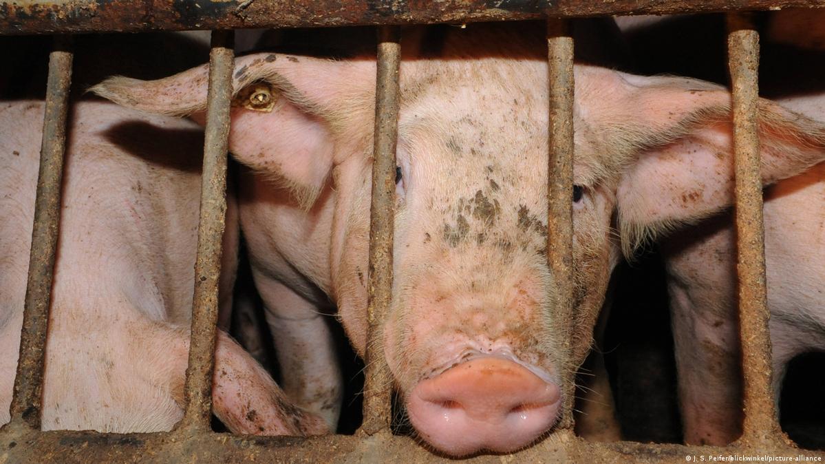 'The conditions are catastrophic' — Germany's factory farms – DW – 10 ...