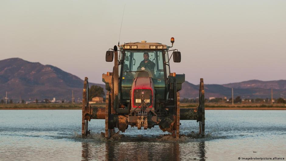 Fighting for rice against rising tides – DW – 10/22/2020