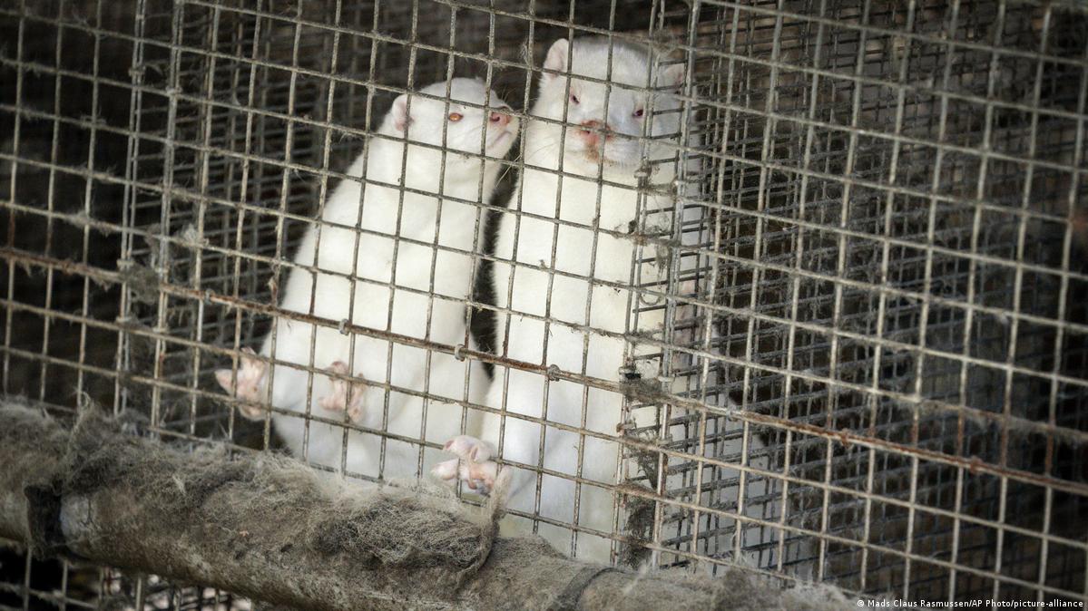 Denmark defends mink cull amid doubts from experts