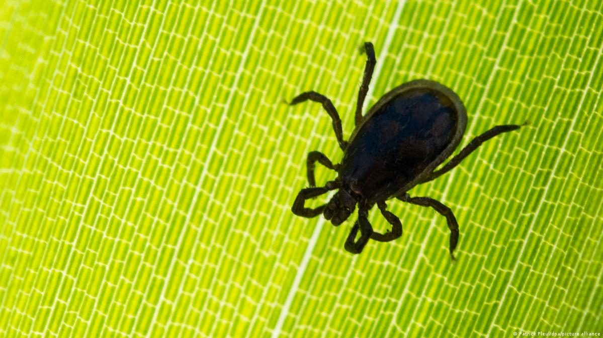 Misteri Alergi Daging Berhasil Diungkap – DW – 09.04.2022