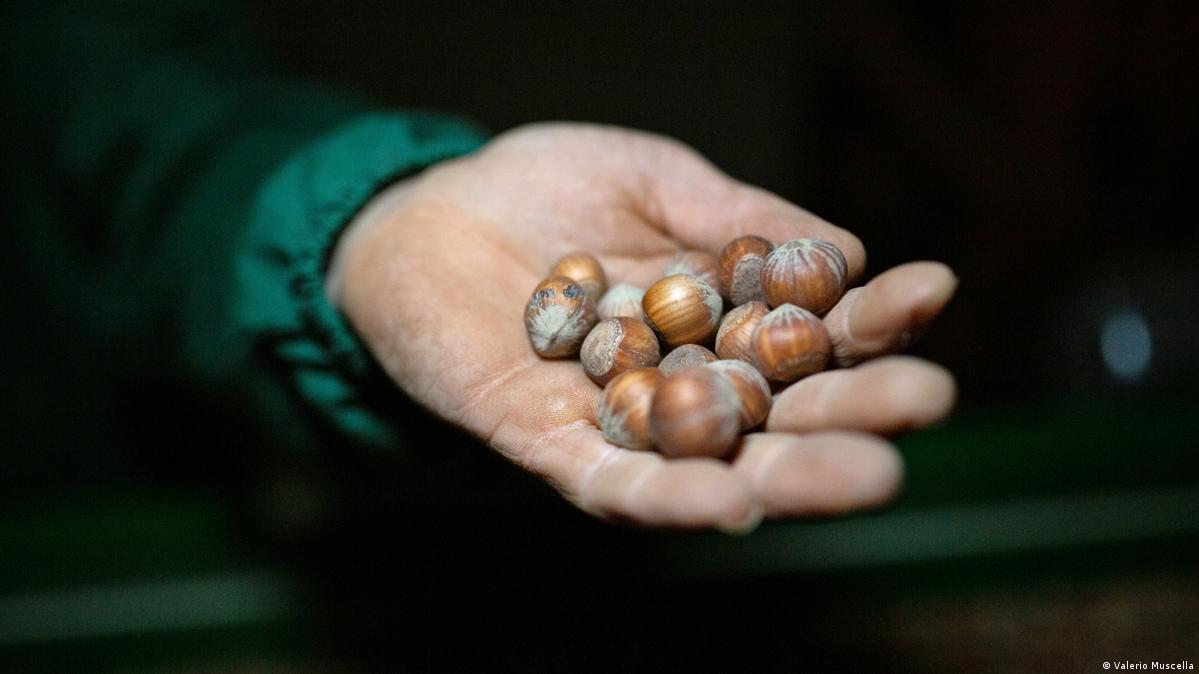 The dark side of hazelnut farming – DW – 11/23/2020