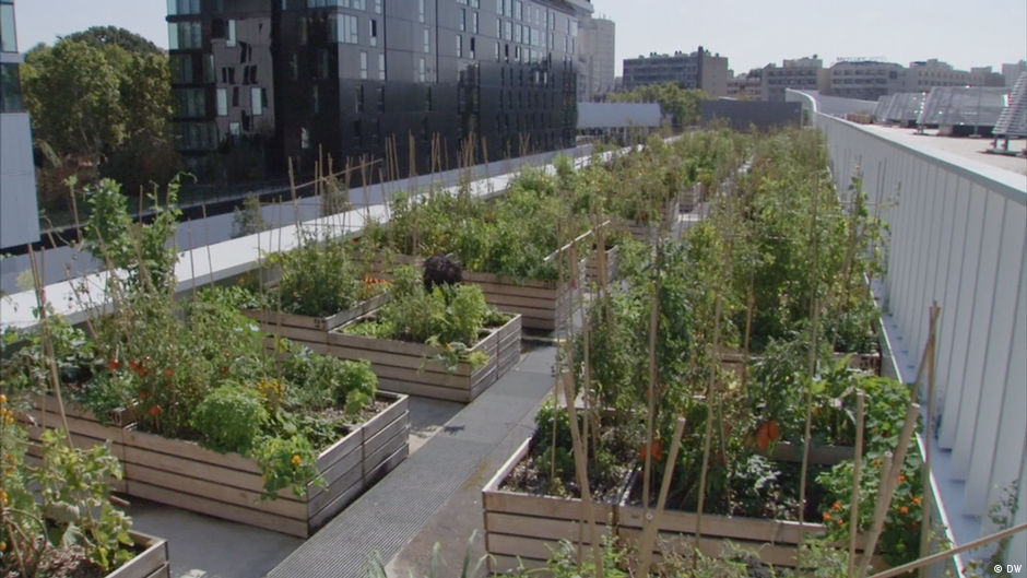 Urban Farming – Growing food in the city center – DW – 11/14/2020