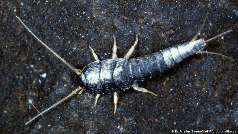 Silverfish, the secret pets – DW – 11/18/2020