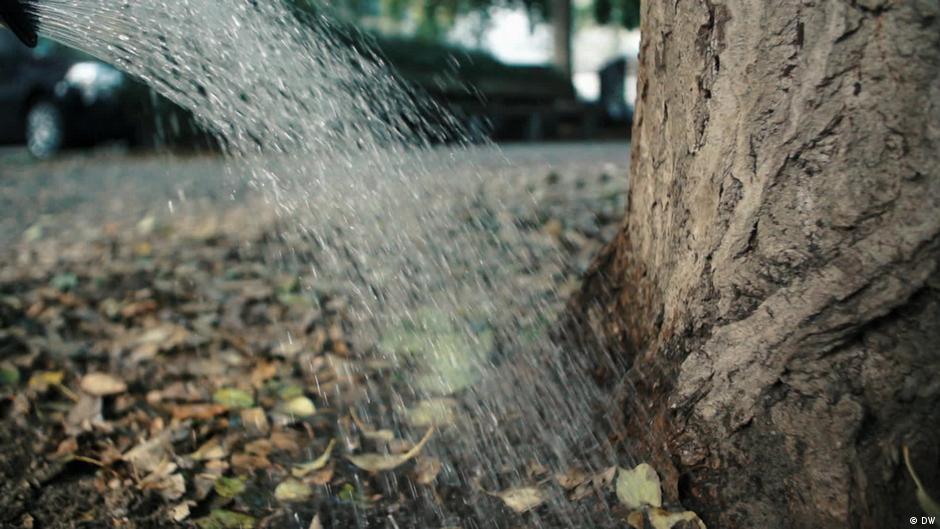 Sustainable Cities: Urban trees under threat – DW – 11/27/2020