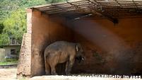 Pakistan: Karachi Zoo faces animal neglect accusations – DW – 04/04/2023