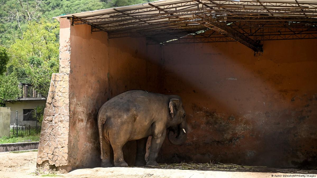 Pakistan: Karachi Zoo faces animal neglect accusations