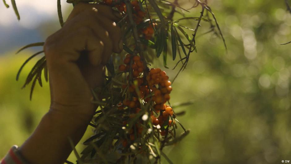 Sea buckthorn - a popular Indian superfood