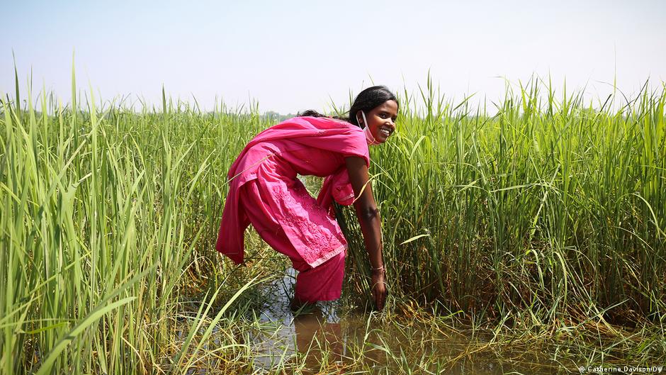 Rice prices skyrocket as India limits exports – DW – 08/06/2023