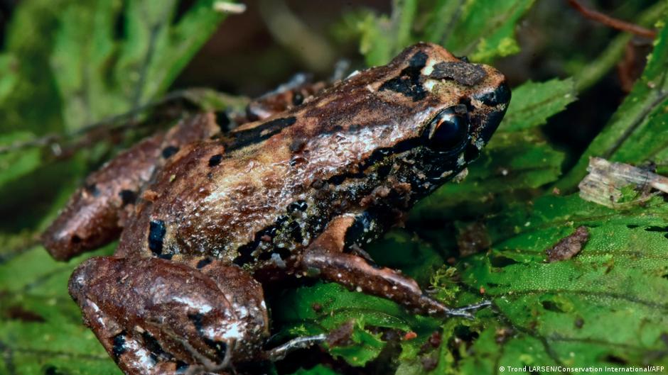 Descubren 20 nuevas especies de flora y fauna en Bolivia – DW – 15/12/2020