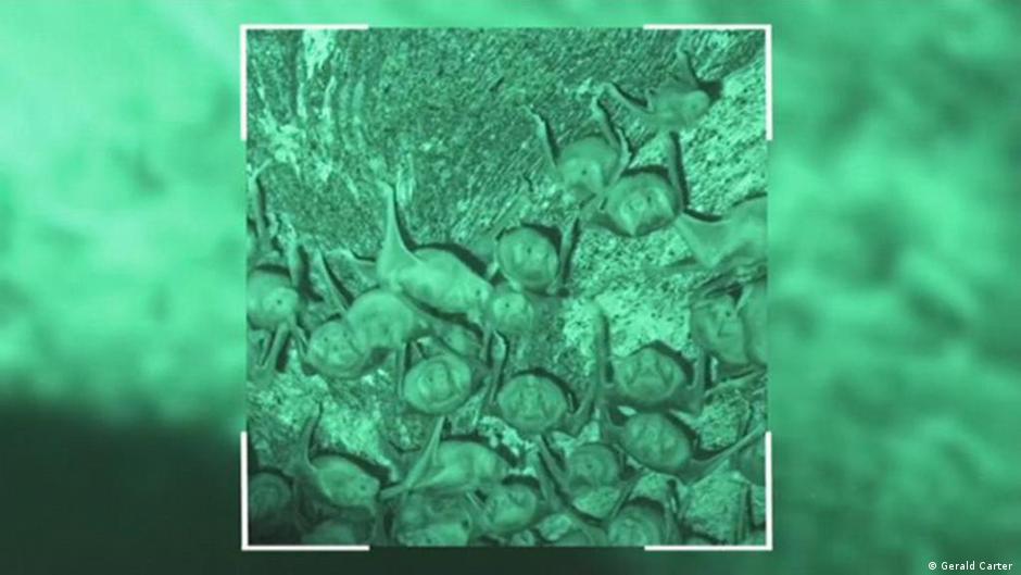 Animals practice social distancing too – DW – 12/18/2020