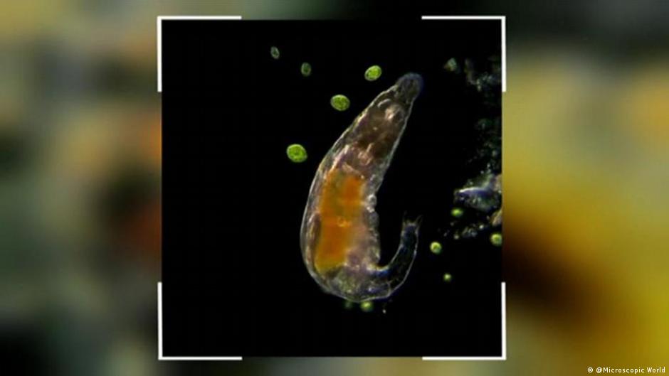 Life in a drop of water – DW – 01/08/2021