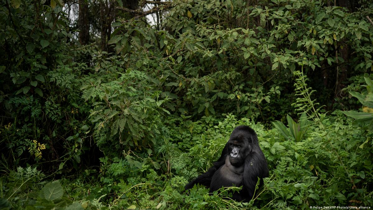 RDC : quatre morts dans une attaque près du parc des Virunga