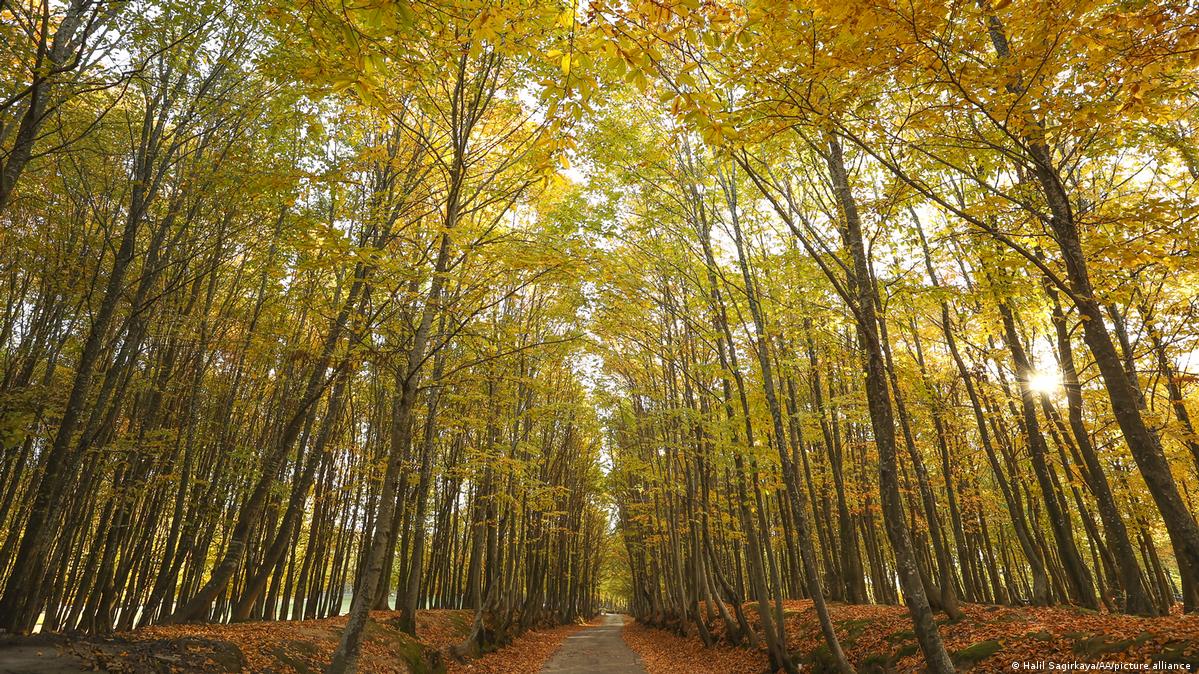 Forests as a Resource – DW – 07/30/2021