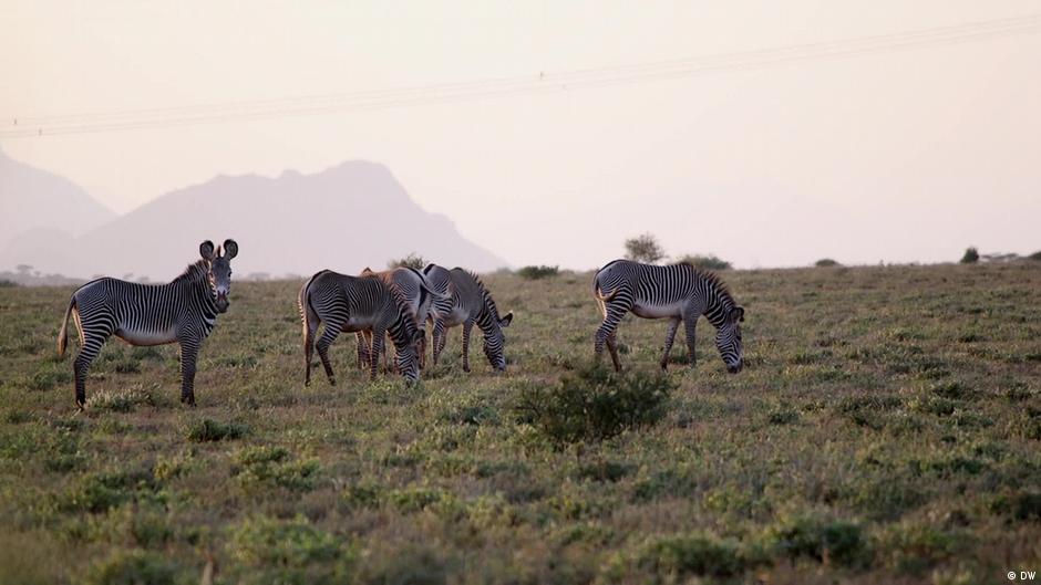 Helping Kenya's endangered Grevy's zebra
