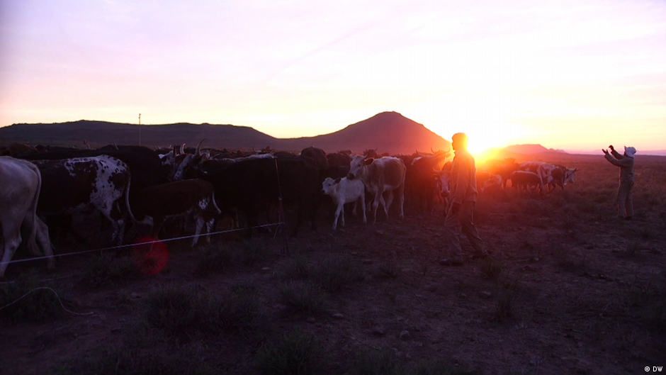Fenceless farming boosts biodiversity in South Africa – DW – 01/29/2021