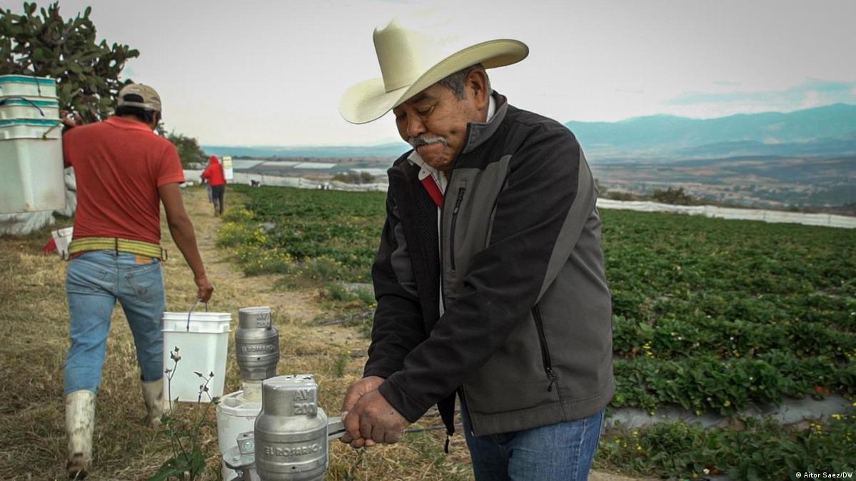 Mexican strawberry farmers go green – DW – 02/19/2021