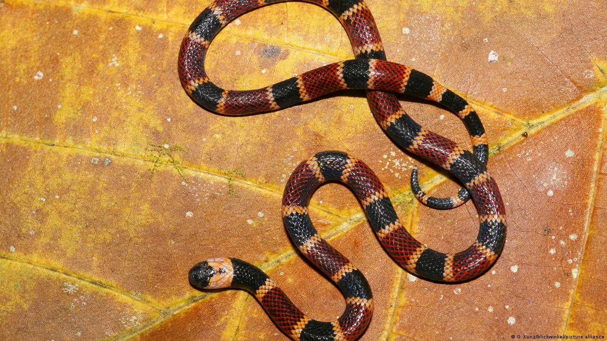 Serpiente coralillo ocasiona evacuación de casas en Colonia – DW – 16 ...