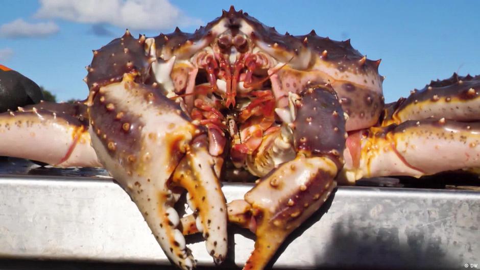 Norway's king crab invasion – DW – 03/05/2021