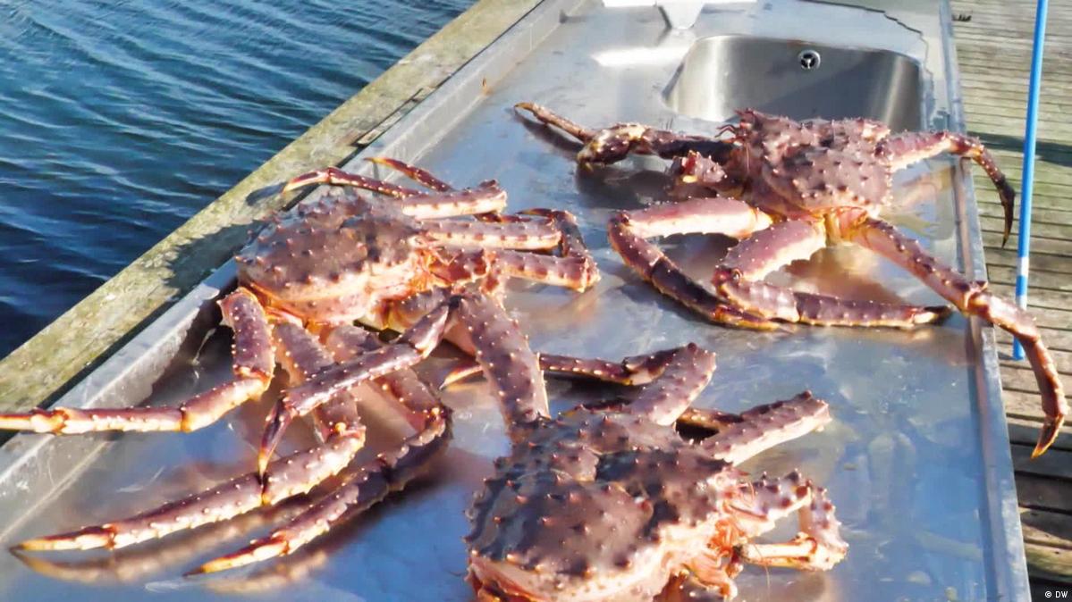 Invasi Kepiting Raja Juga Menguntungkan – DW – 01.05.2021