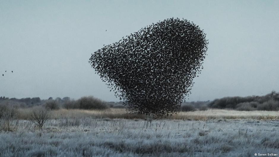 Spectacular photos of flocks of birds – DW – 03/13/2021