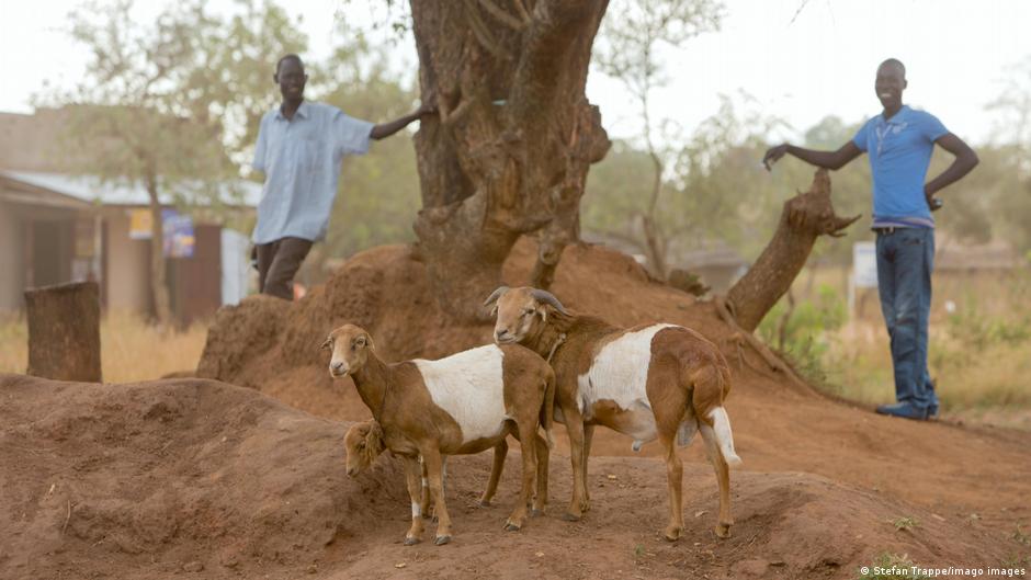 A field of maize, six grazing goats