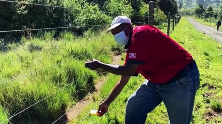 Using electric fences to protect Kenya's forests