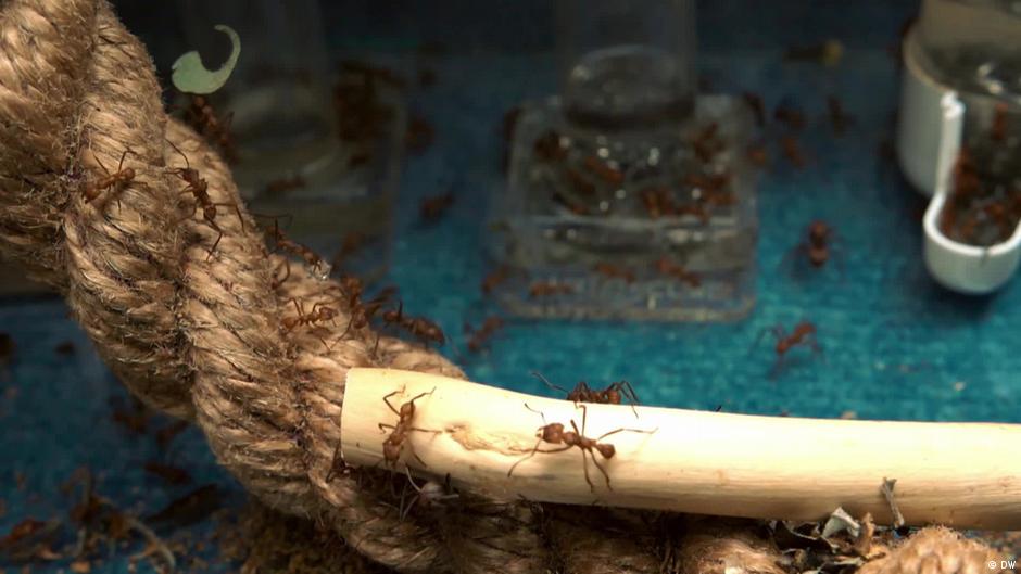 Road congestion - and learning from ants