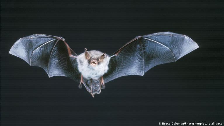 4 reasons to save the bats – DW – 04/16/2021