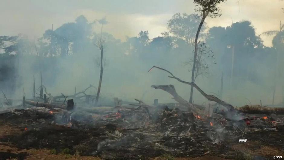 The enormous task of rainforest restoration