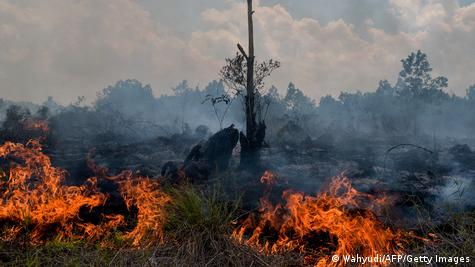 Definition Der Brandrodung In Der Landwirtschaft