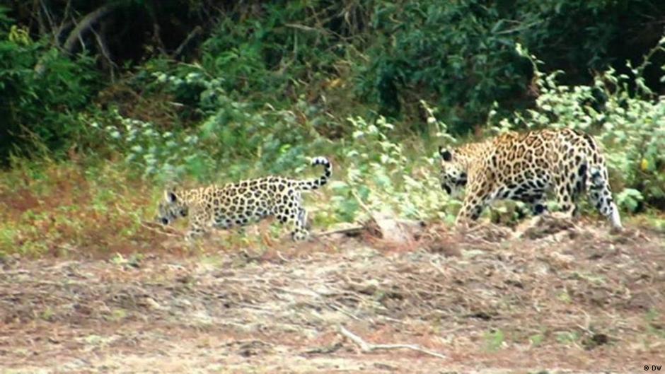 Protecting Colombia's jaguars – DW – 04/19/2021