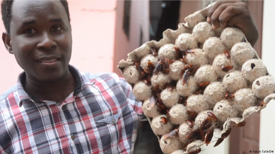 Breeding cockroaches for profit – DW – 04/29/2021