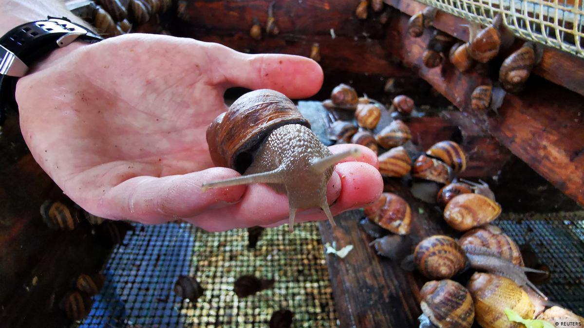 German snails compete in Oldenburg race