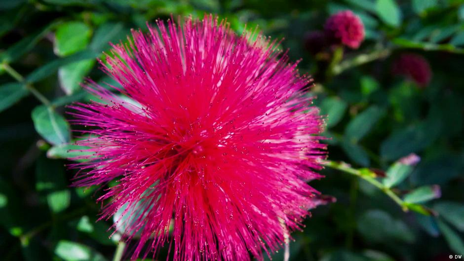 Every tree counts in Delhi – DW – 05/21/2021