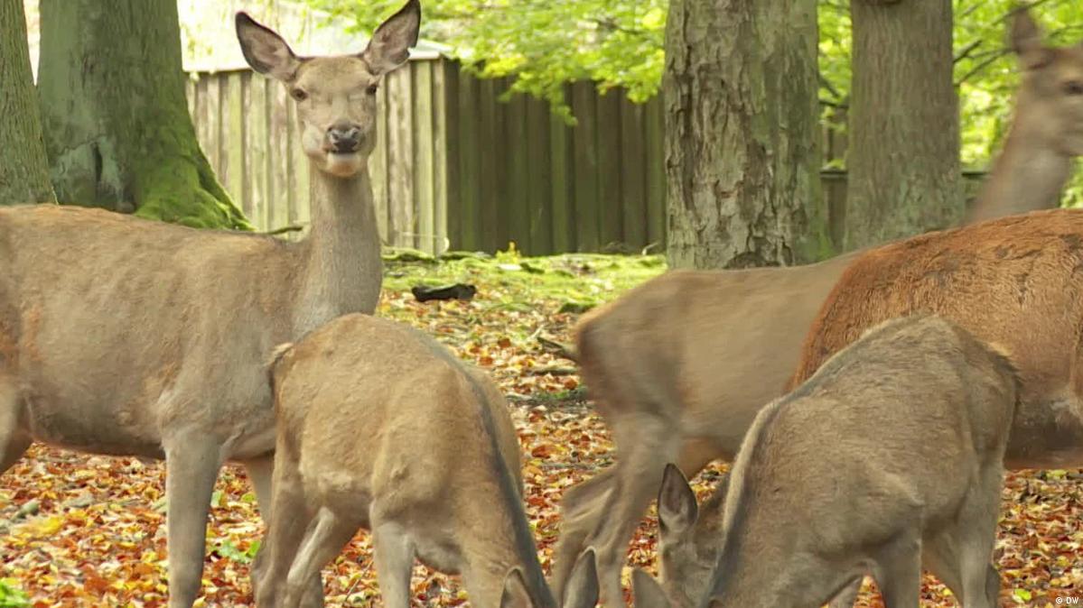 Hunting for conservation in Germany's forests – DW – 05/21/2021