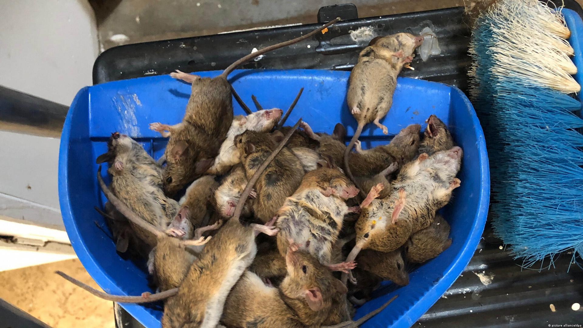 Ratas Organic Rata Honey