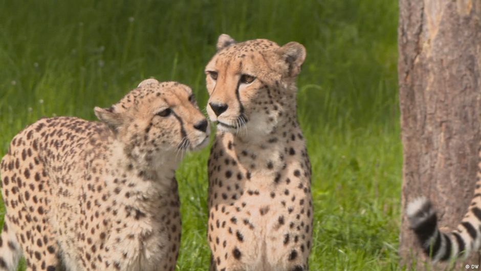 Wildlife Encounters- on safari in Germany – DW – 06/12/2021