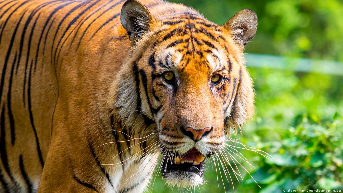 What the Asian tiger teaches us about ourselves – DW – 05/03/2017