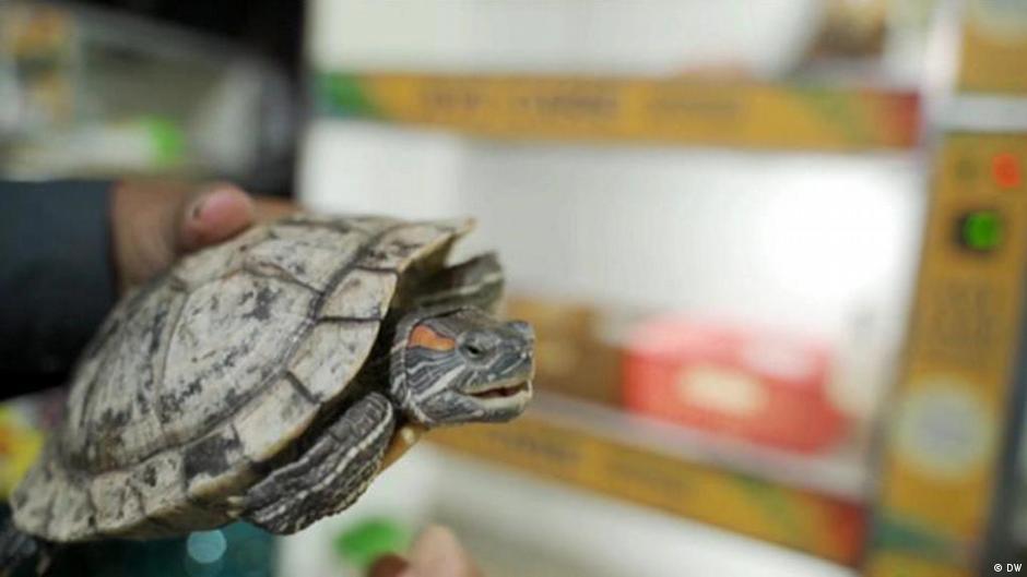 The invasive red-eared slider turtle – DW – 06/18/2021